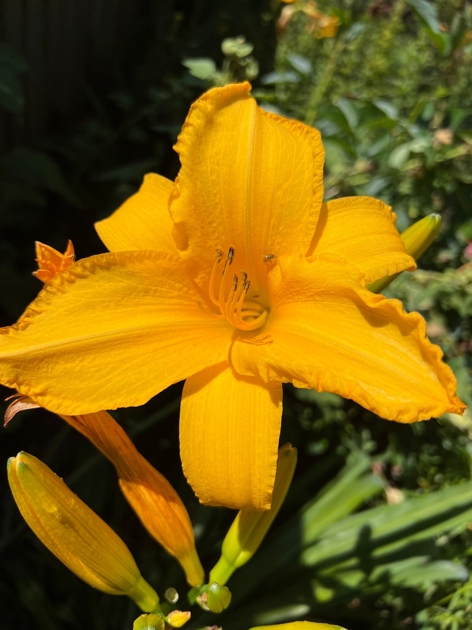 Fragrant Daylily Live Plant 1 Fan - Etsy