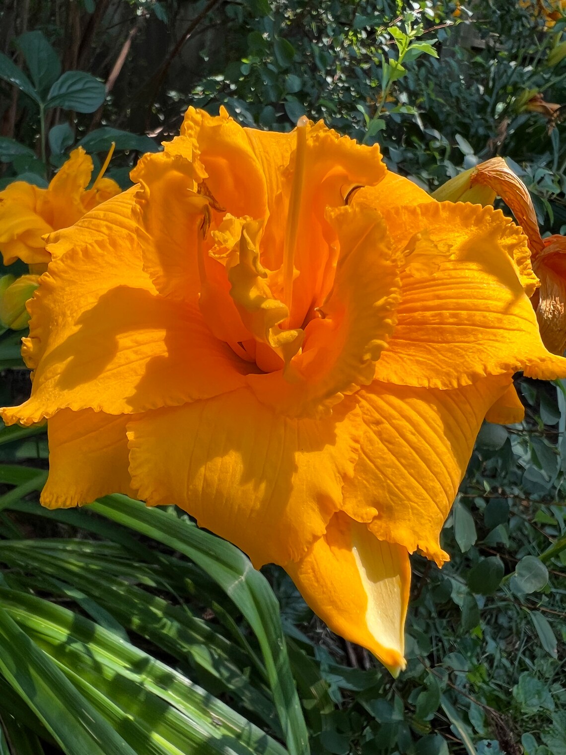 Double Daylily Live Plant 1 Fan - Etsy