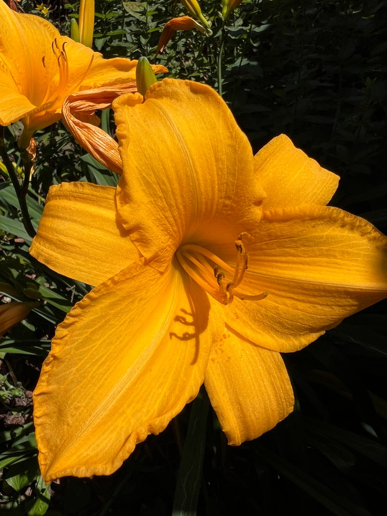 Fragrant Daylily Live Plant 1 Fan - Etsy