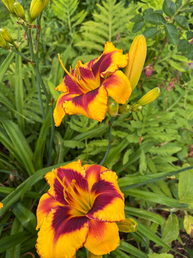 Daylily Live Plant 1 Fan - Etsy