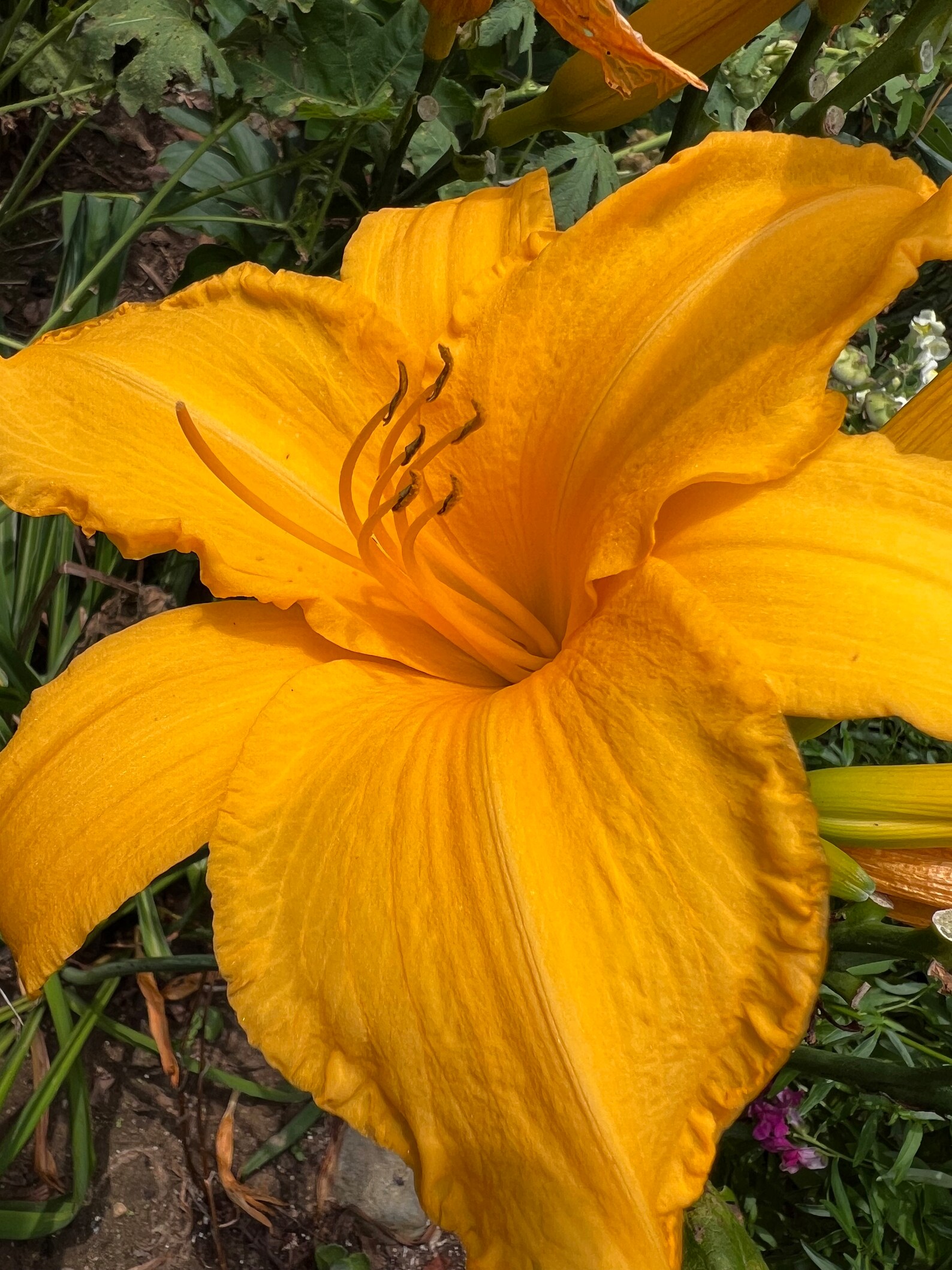 Fragrant Daylily Live Plant 1 Fan - Etsy