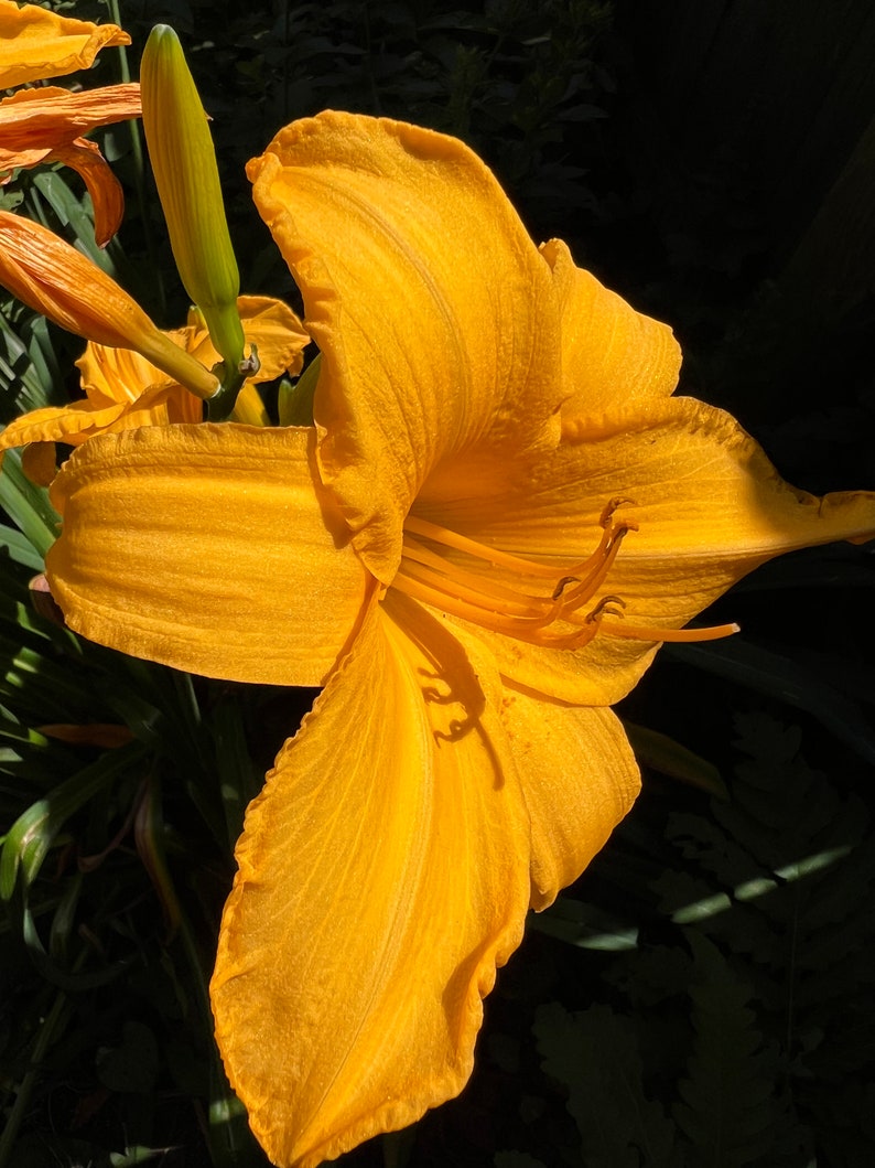 Fragrant Daylily Live Plant 1 Fan - Etsy