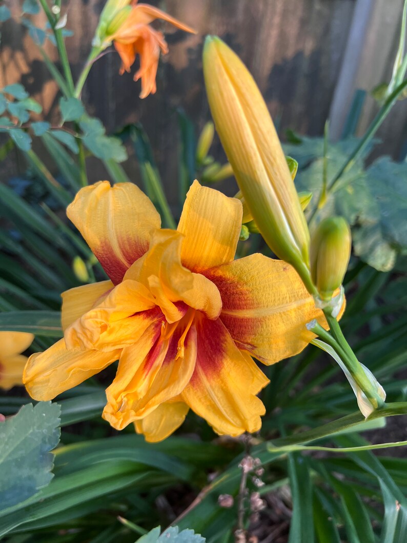 Double Daylily Live Plant 1 Fan - Etsy