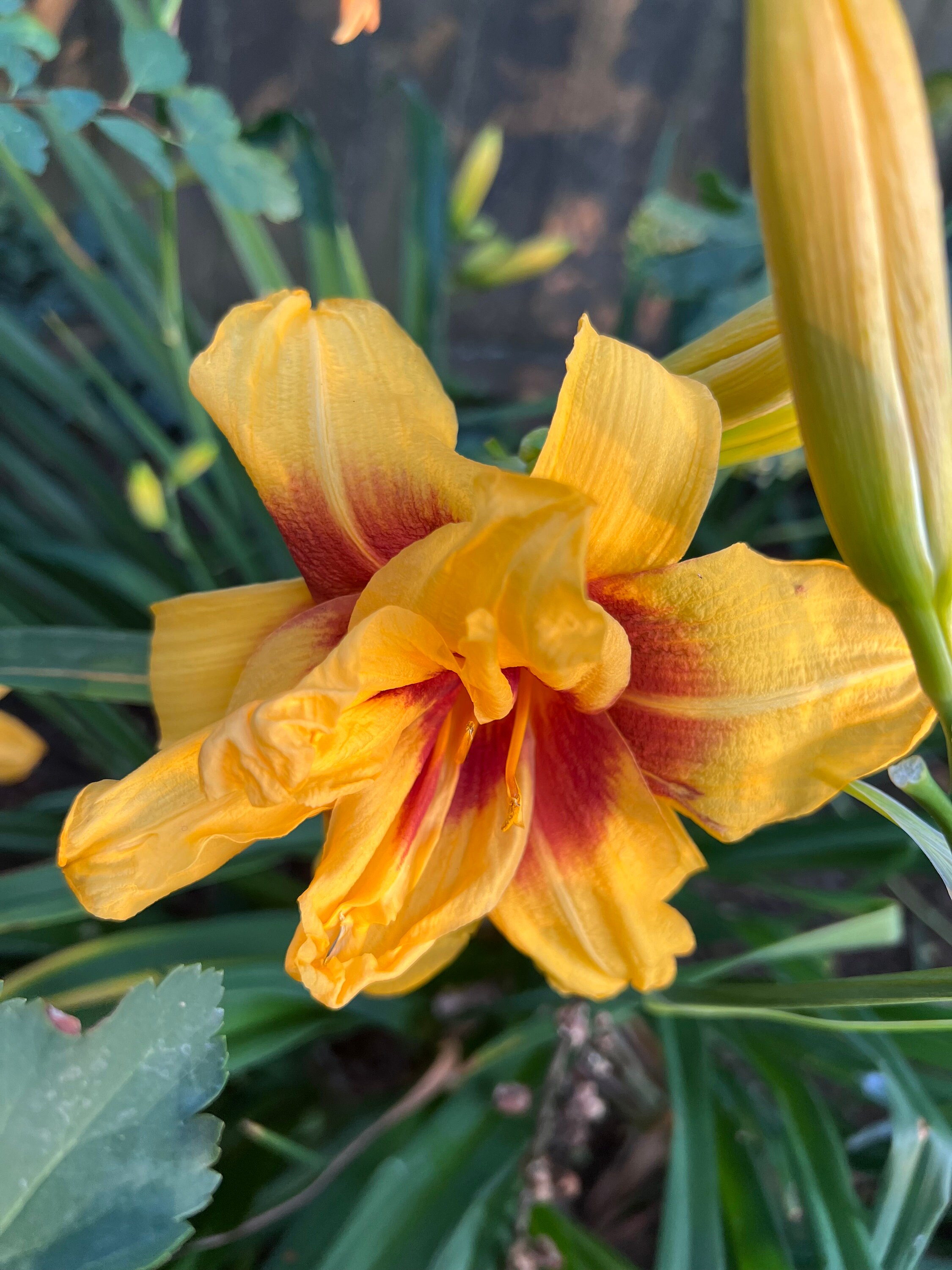 Double Daylily Live Plant 1 Fan - Etsy