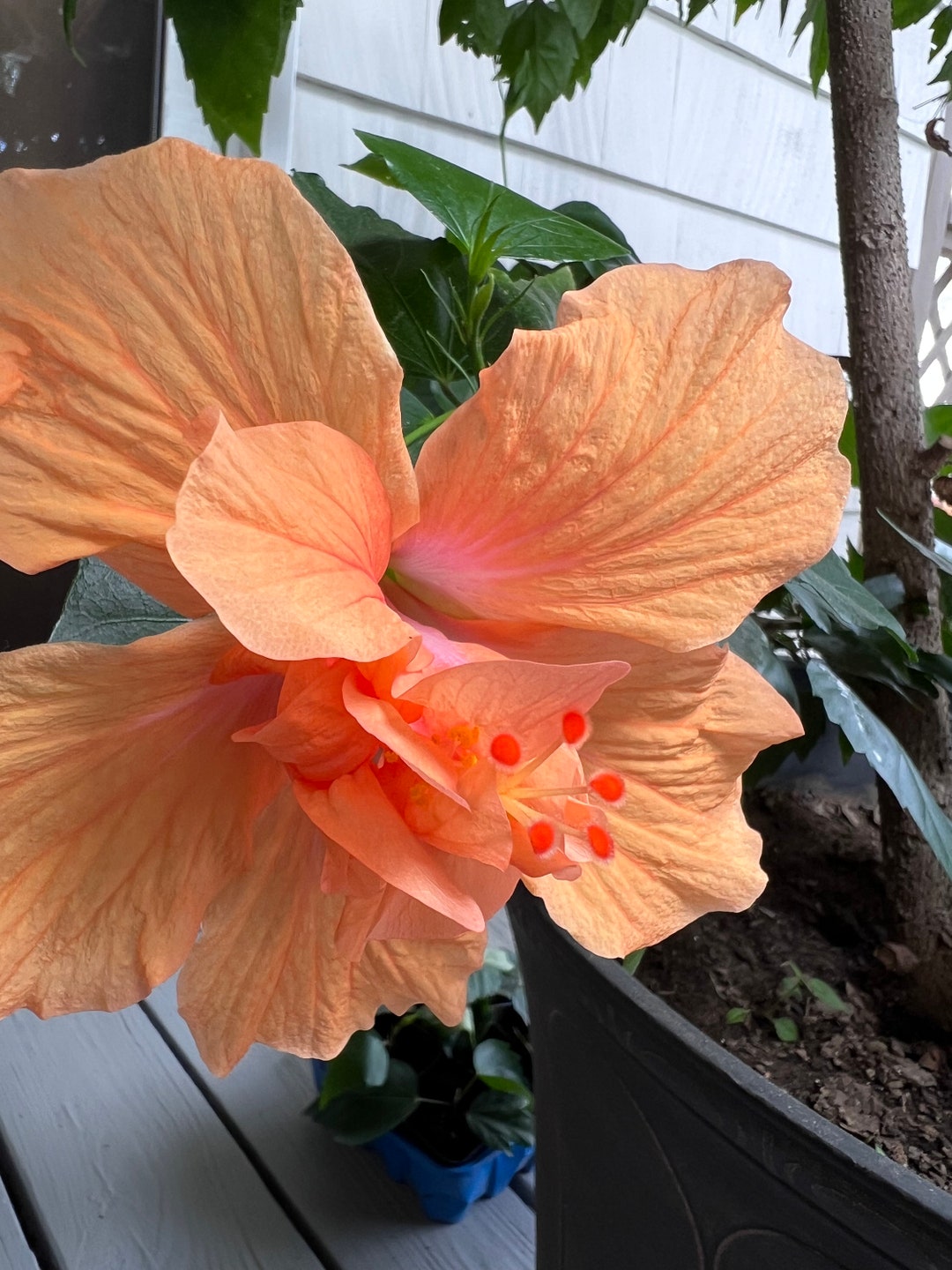 Hibiscus Plant in 2 Inch Pot - Etsy