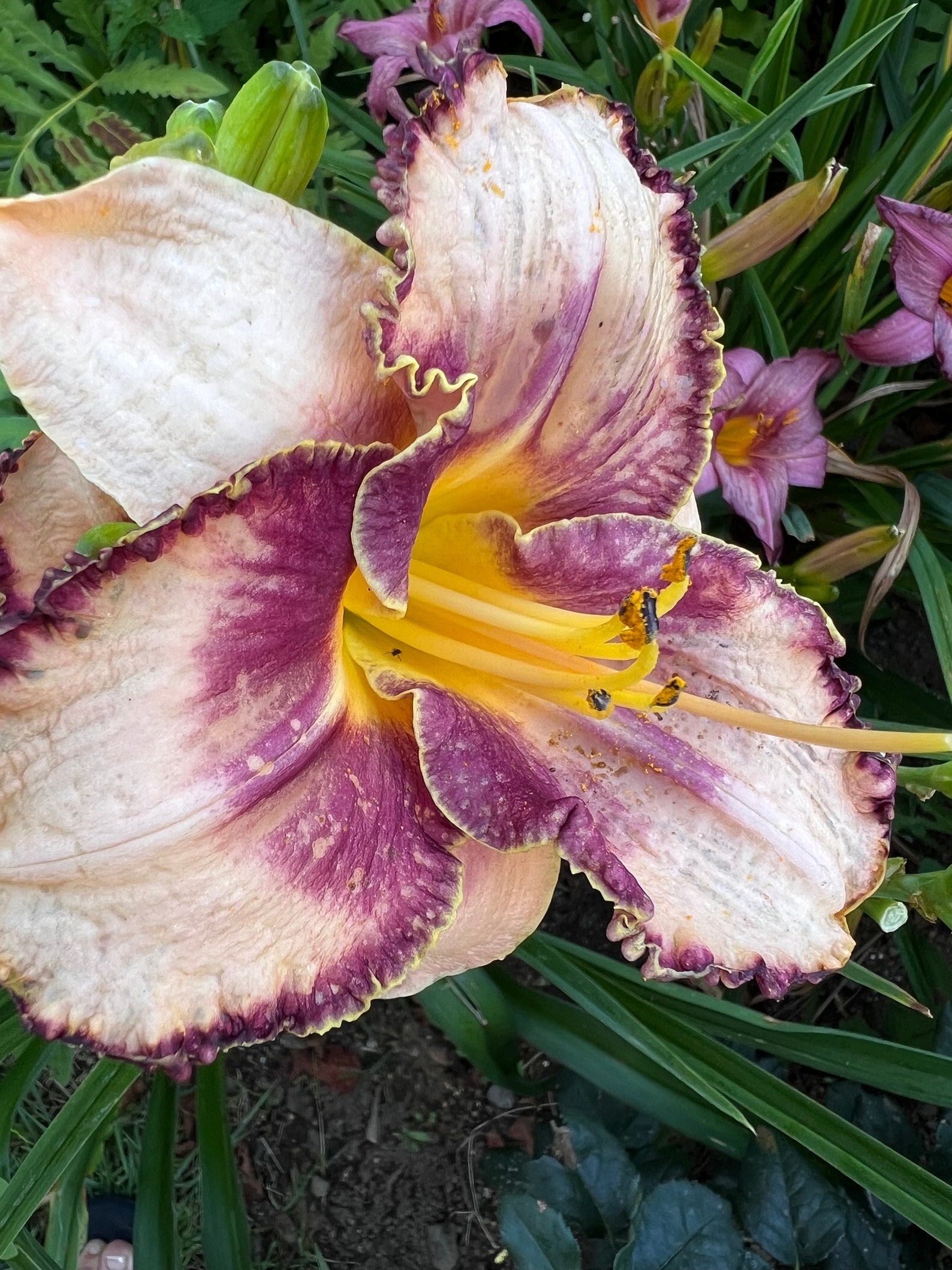 Daylily Live Plant 1 Fan - Etsy