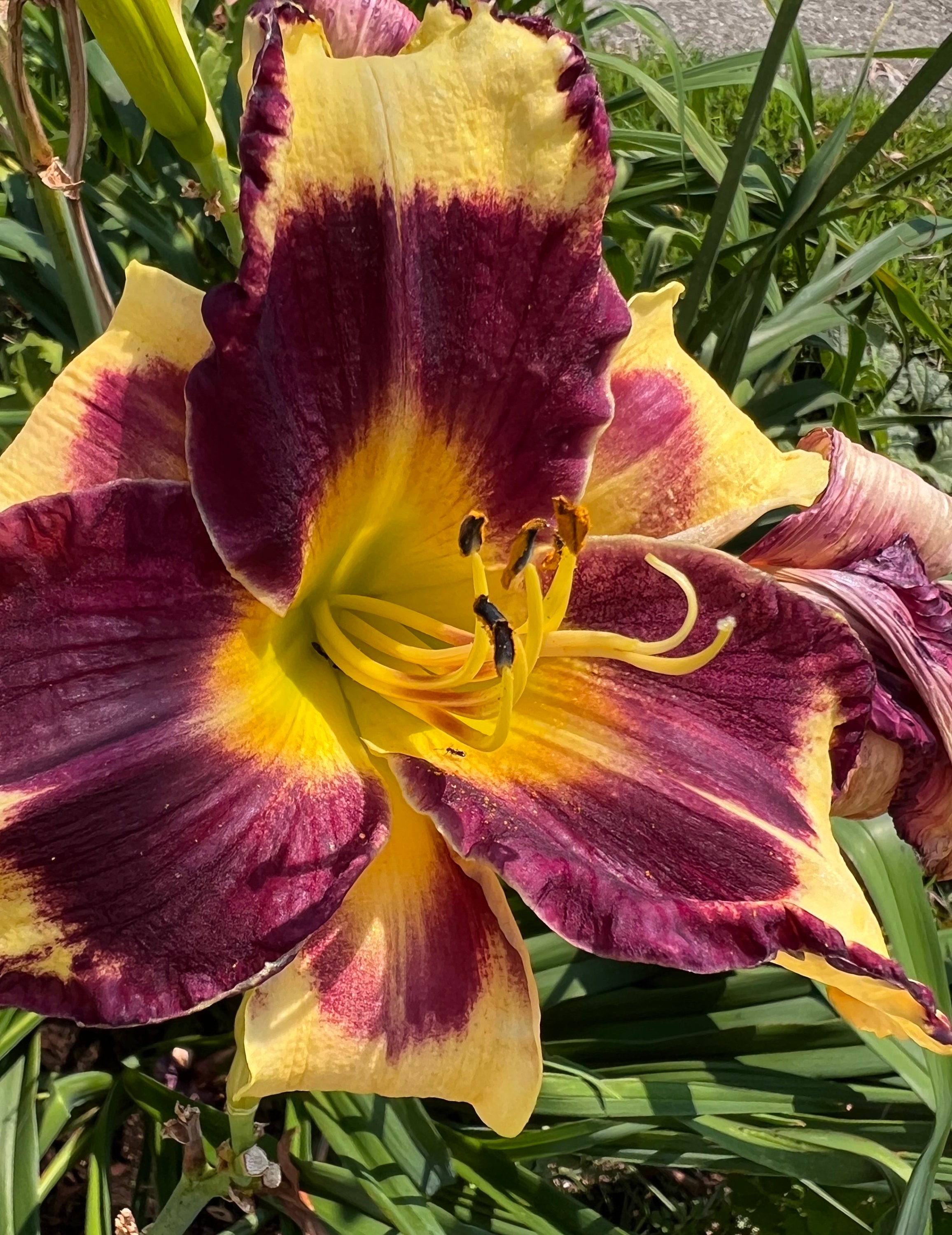 Daylily Live Plant 1 Fan - Etsy