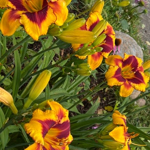 Daylily Live Plant 1 Fan - Etsy
