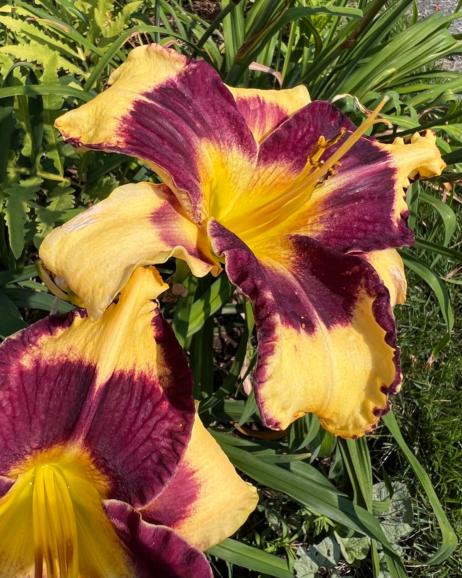 Daylily Live Plant 1 Fan - Etsy