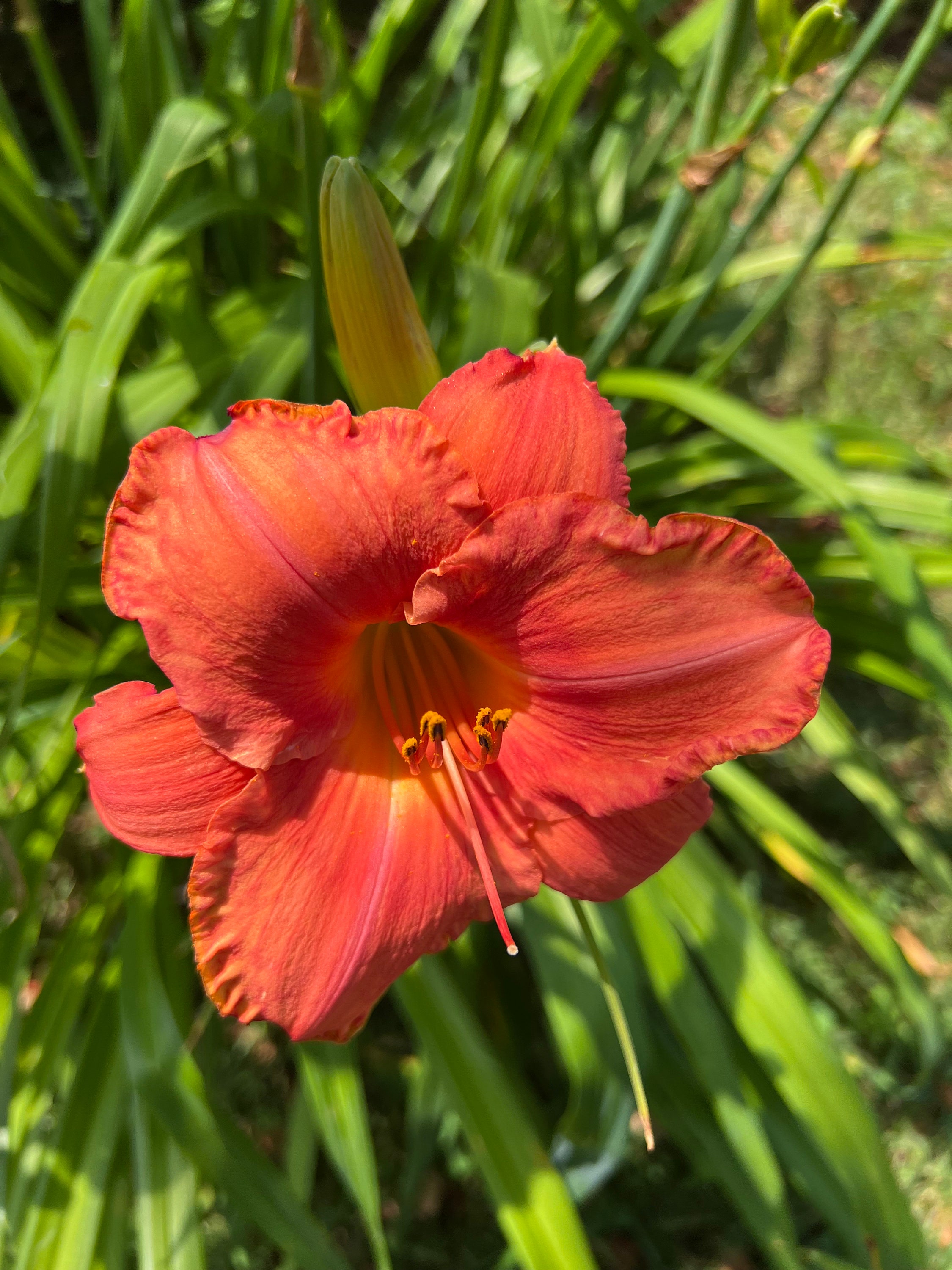 Daylily Plant 1 Fan, Bareroot - Etsy
