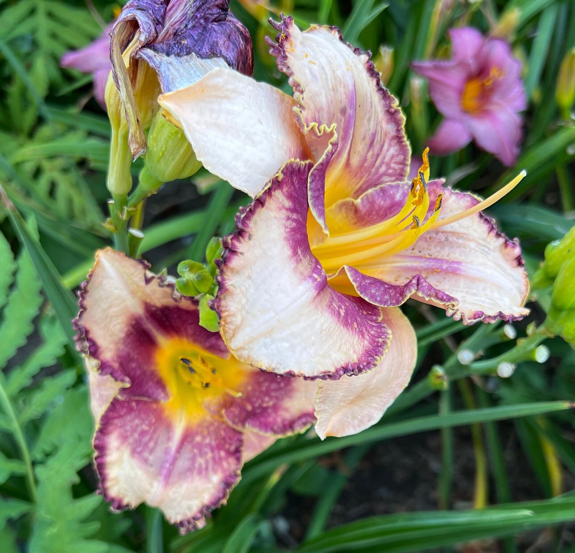 Daylily Live Plant 1 Fan - Etsy