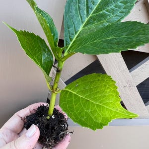 Hydrangea Starter Plant - Etsy