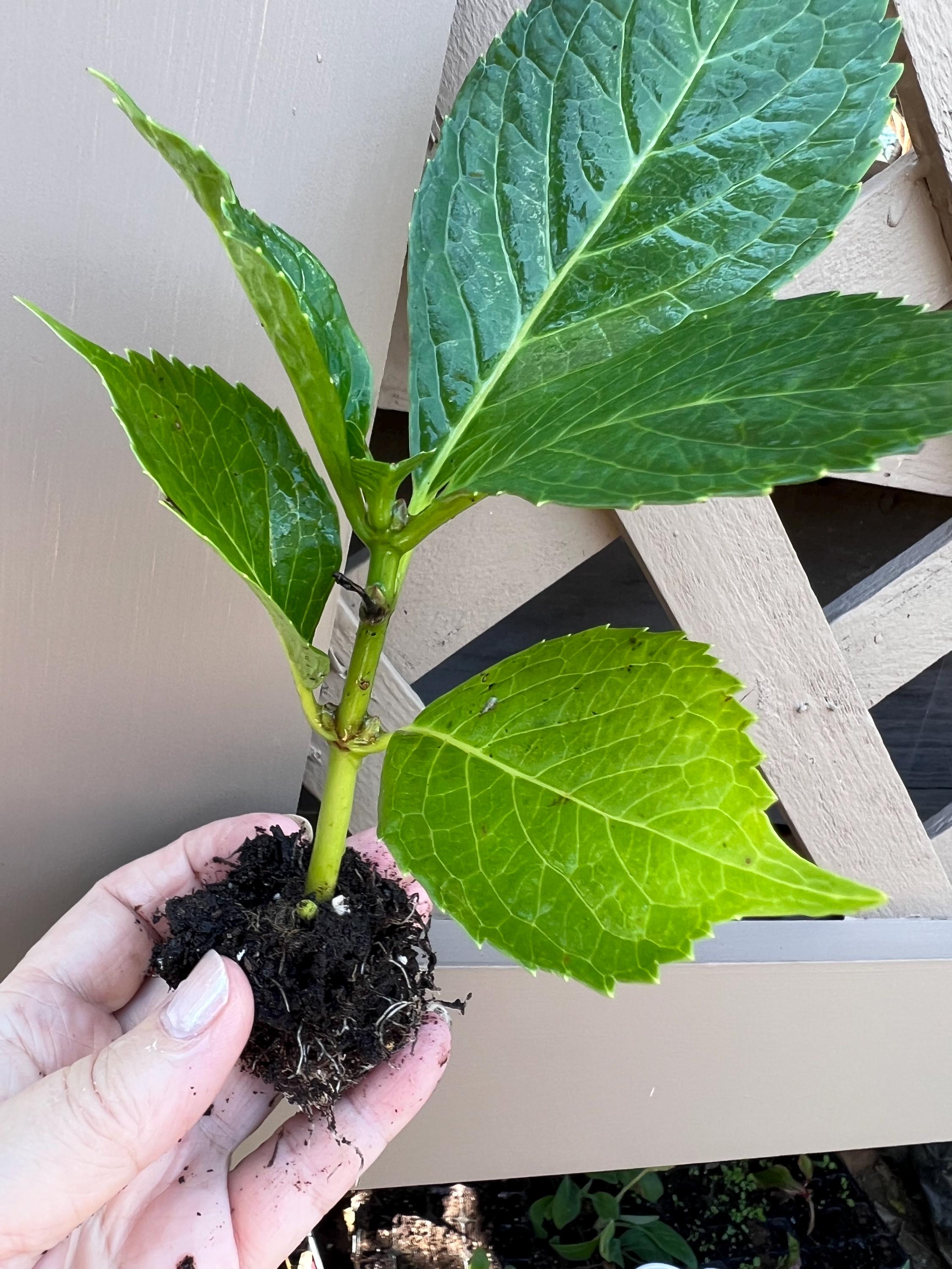 Hydrangea Starter Plant - Etsy
