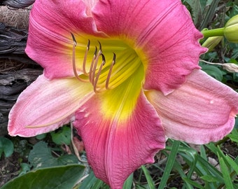 Daylily Live Plant 1 Fan - Etsy