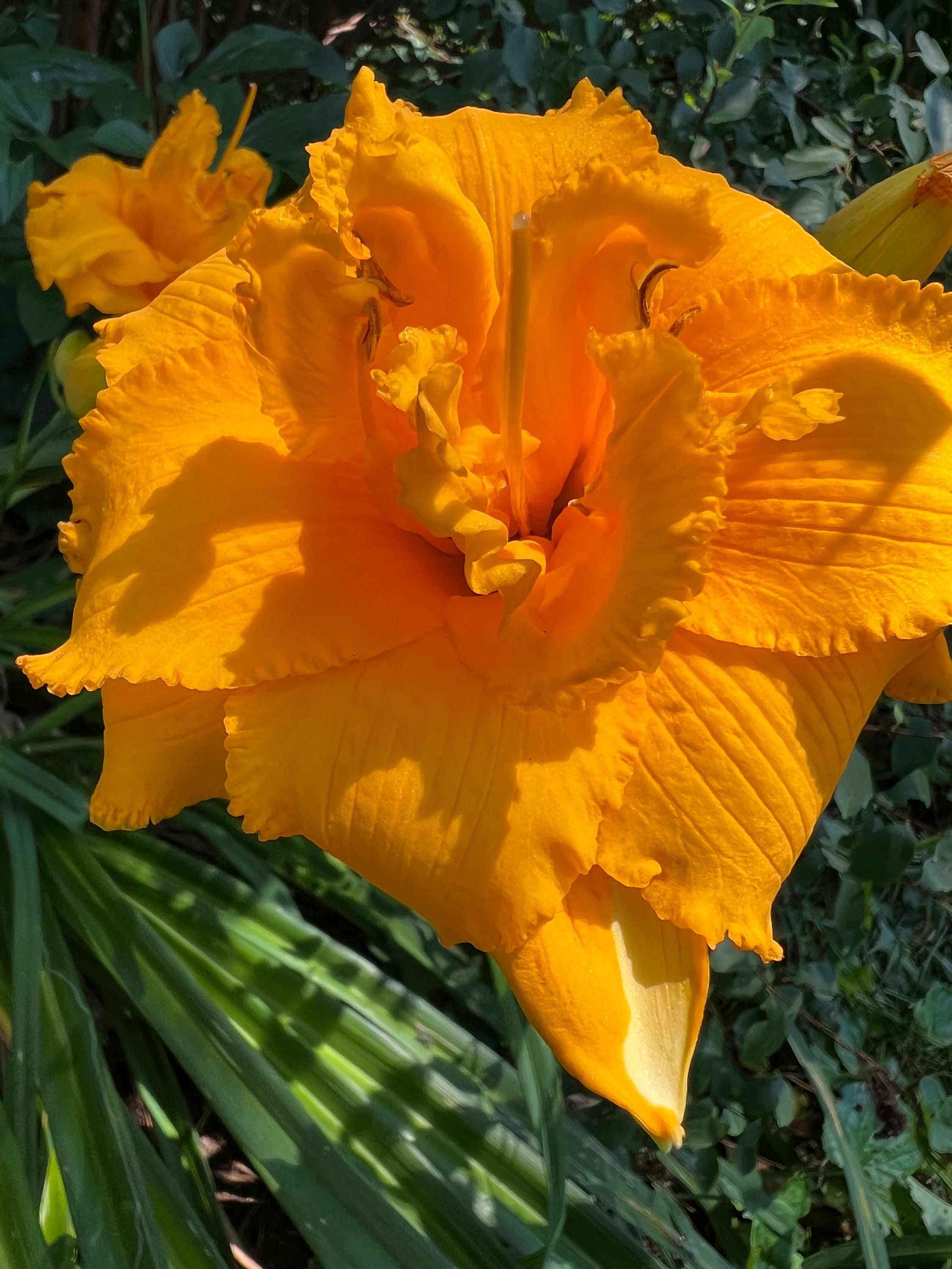 Double Daylily Live Plant 1 Fan - Etsy