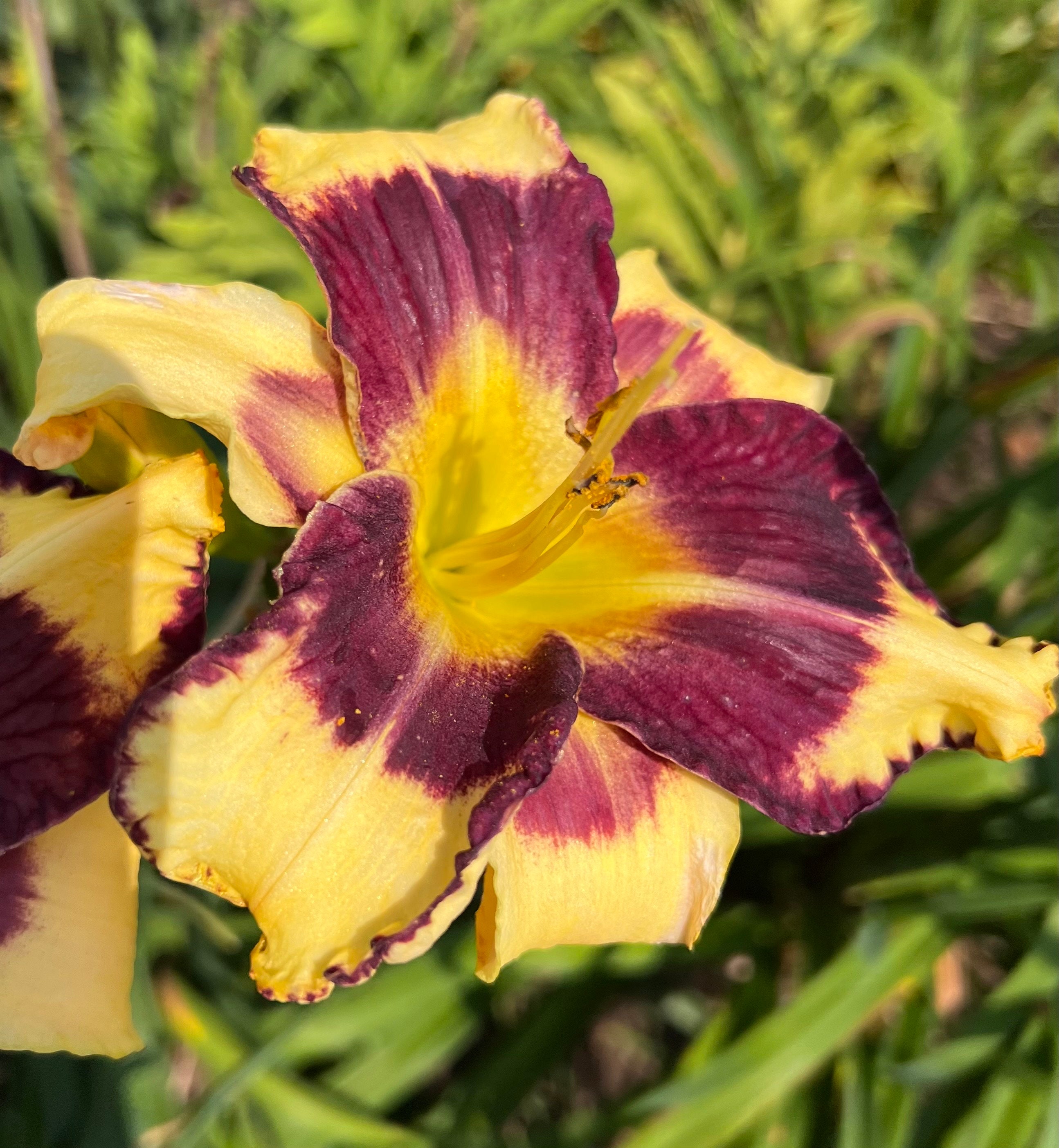 Daylily Live Plant 1 Fan - Etsy