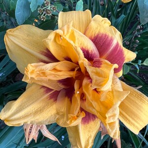 Double Daylily Live Plant 1 Fan - Etsy