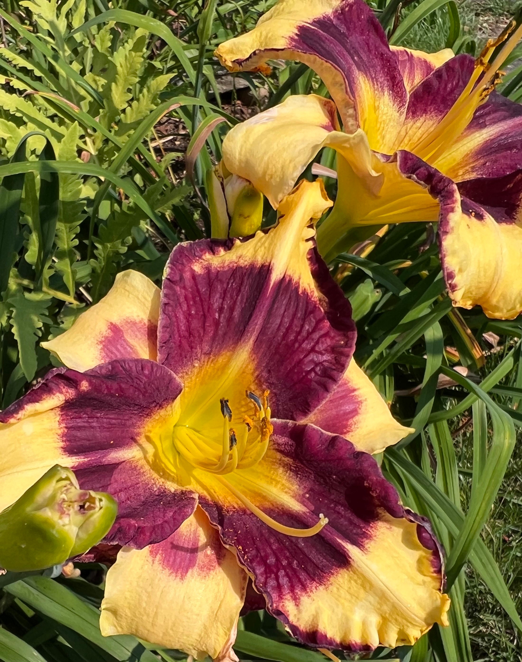 Daylily Live Plant 1 Fan - Etsy