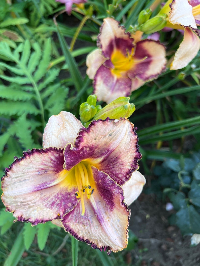 Daylily Live Plant 1 Fan - Etsy