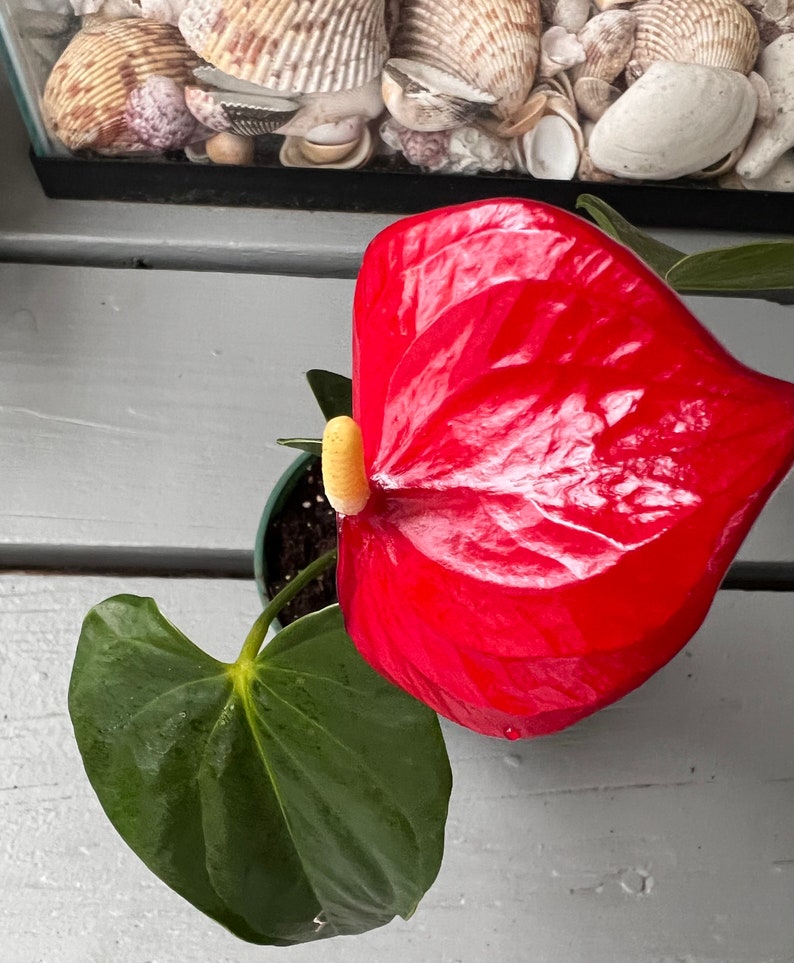 Anthurium Red Potted, Air Purifying Plant, Live House Plant - Etsy