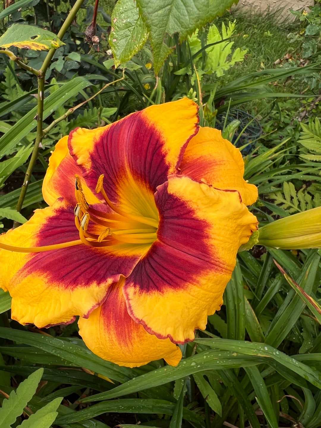 Daylily Live Plant 1 Fan - Etsy