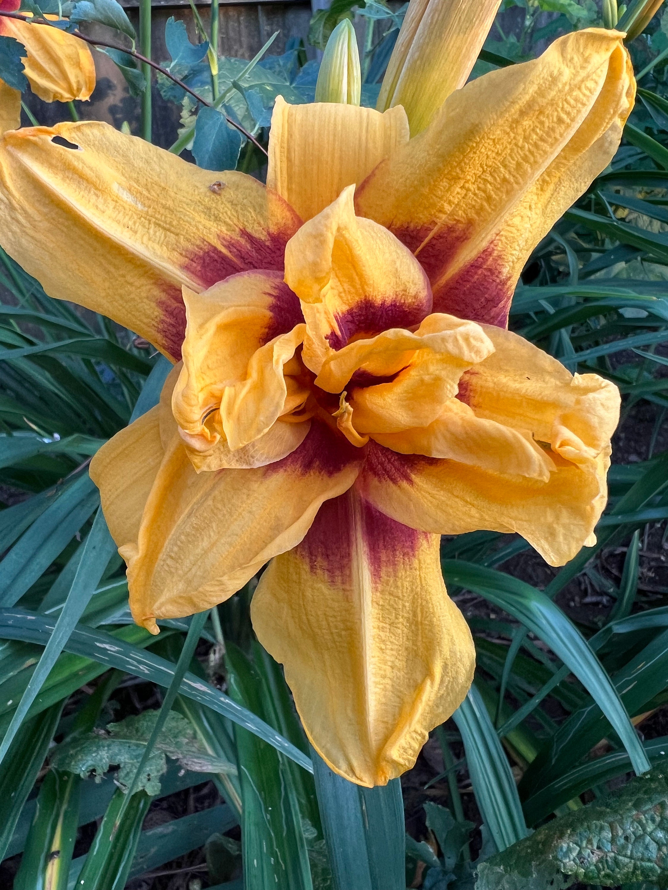 Double Daylily Live Plant 1 Fan - Etsy