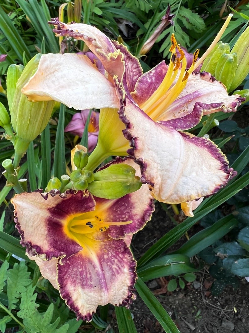 Daylily Live Plant 1 Fan - Etsy