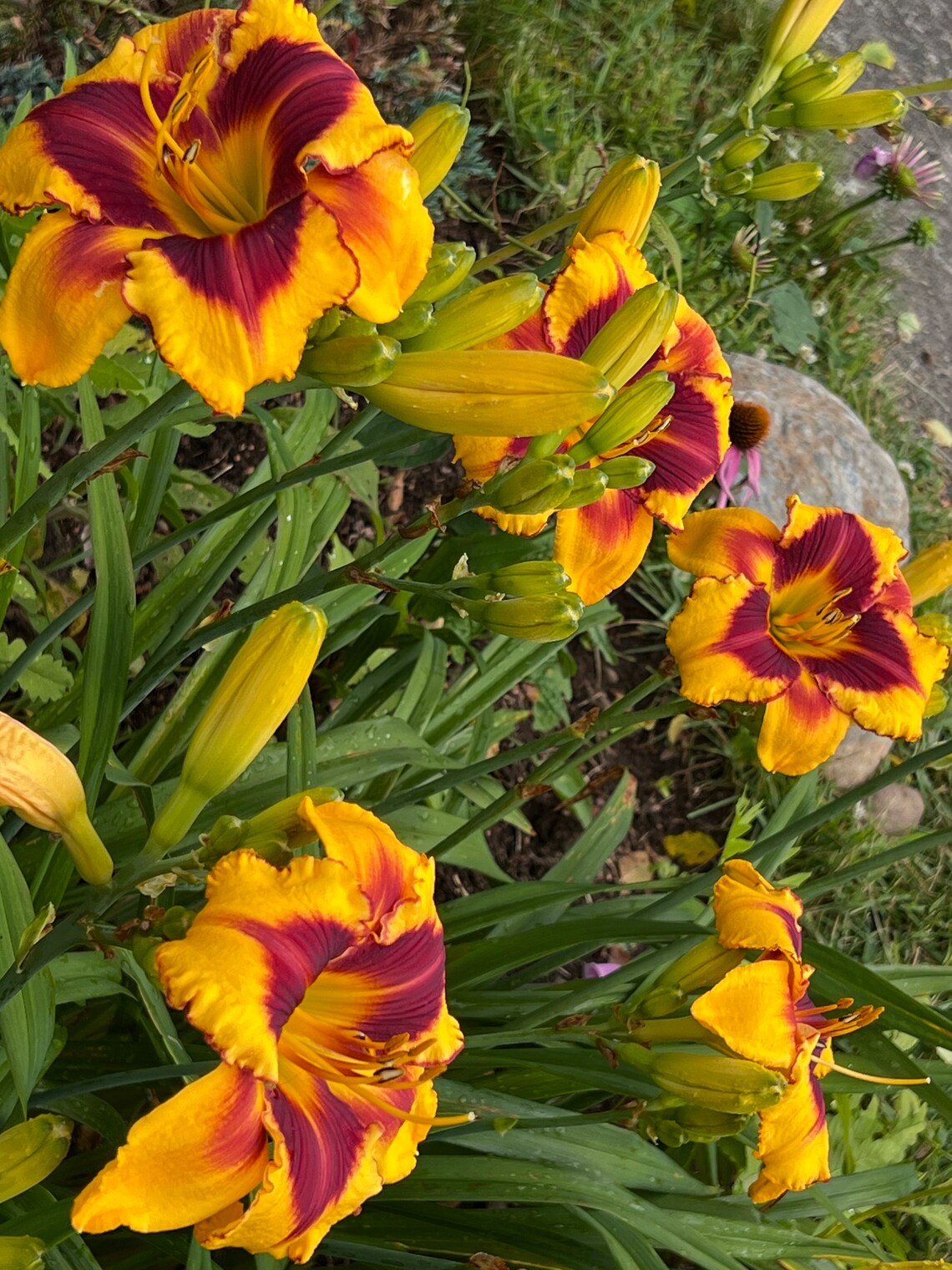 Daylily Live Plant 1 Fan - Etsy