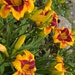Daylily Live Plant 1 Fan - Etsy