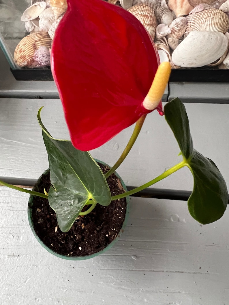 Anthurium Red Potted, Air Purifying Plant, Live House Plant - Etsy