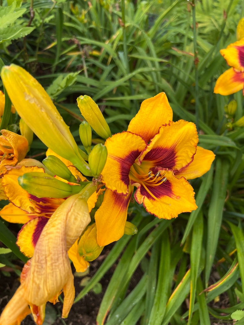 Daylily Live Plant 1 Fan - Etsy