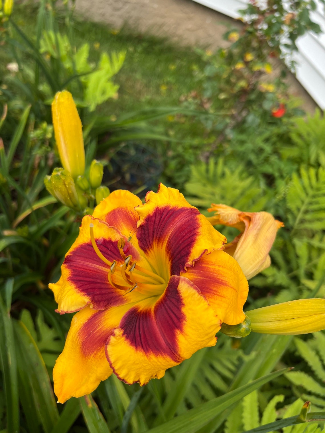 Daylily Live Plant 1 Fan - Etsy