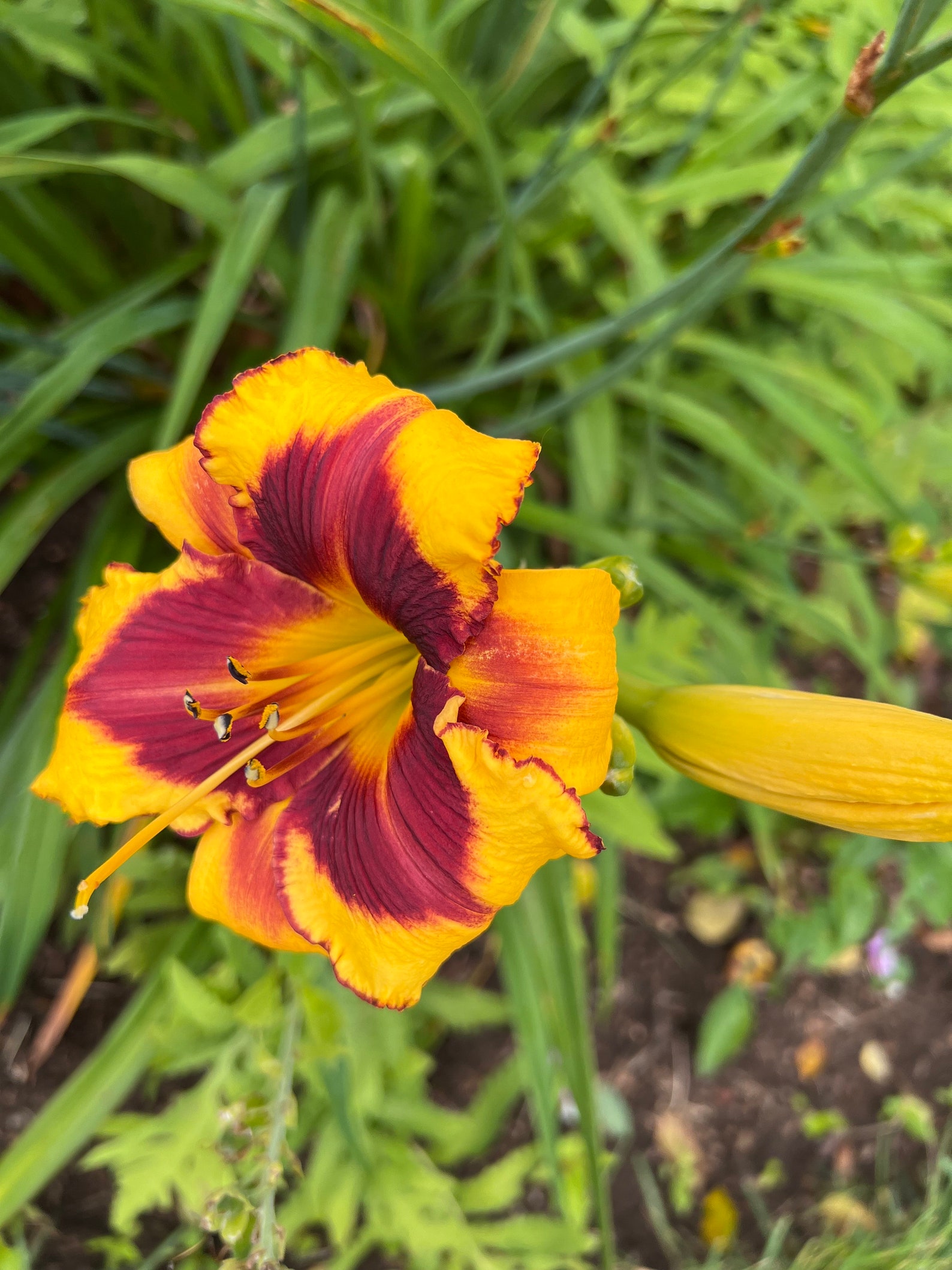 Daylily Live Plant 1 Fan - Etsy