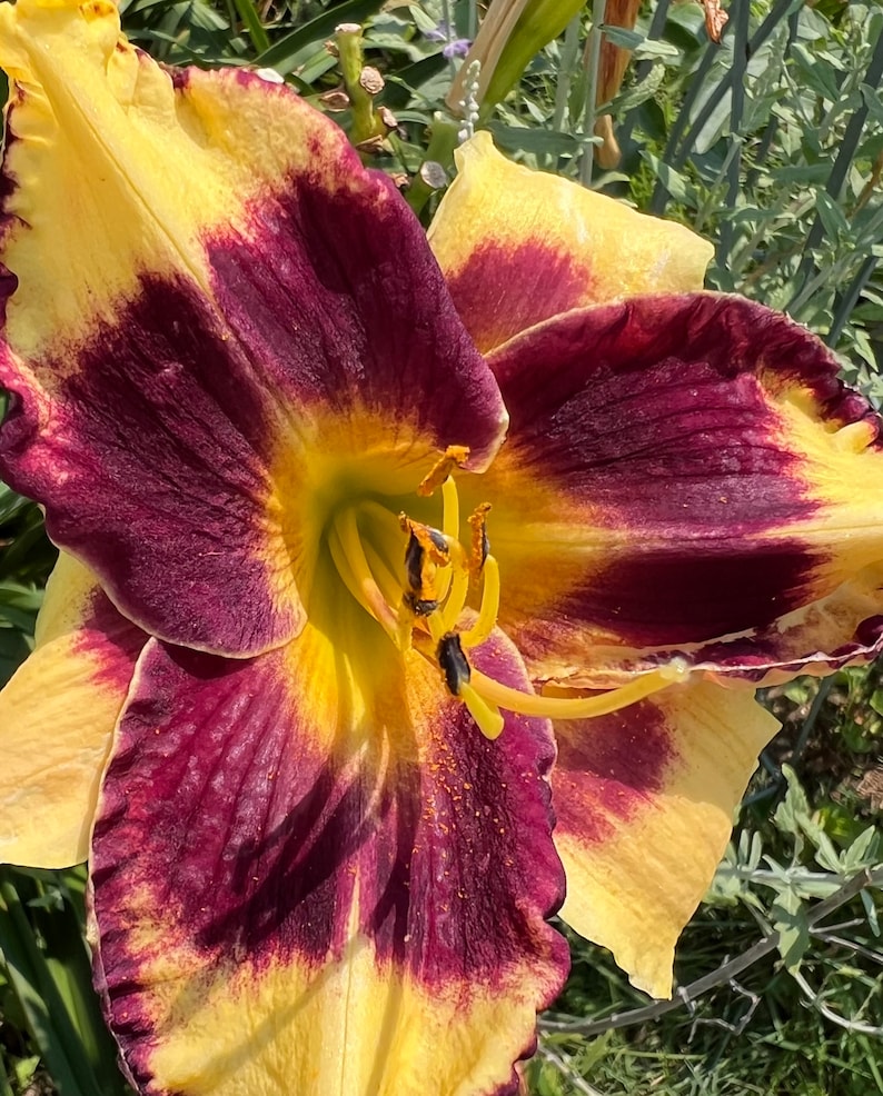 Daylily Live Plant 1 Fan - Etsy