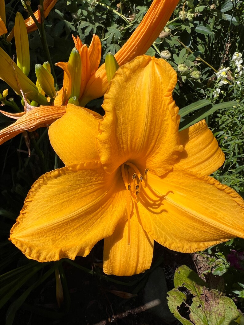 Fragrant Daylily Live Plant 1 Fan - Etsy
