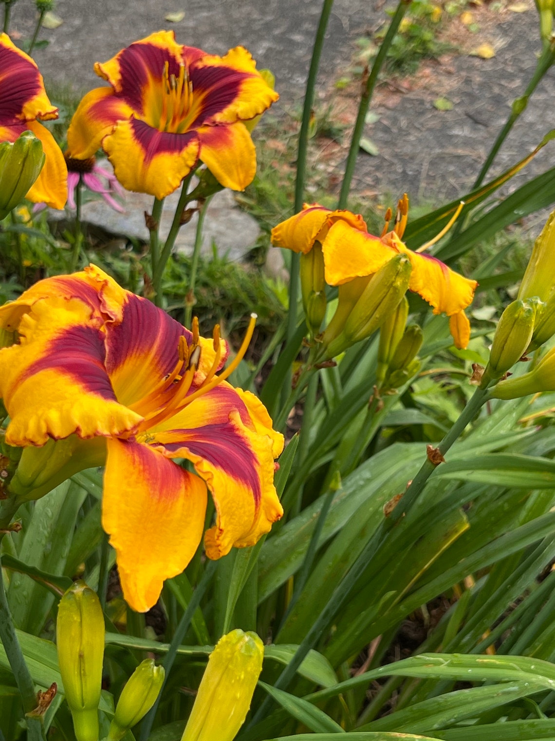 Daylily Live Plant 1 Fan - Etsy