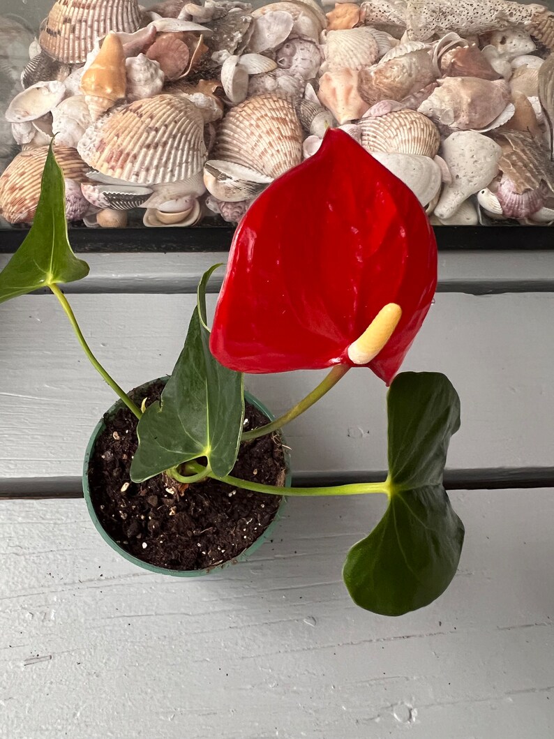 Anthurium Red Potted, Air Purifying Plant, Live House Plant - Etsy