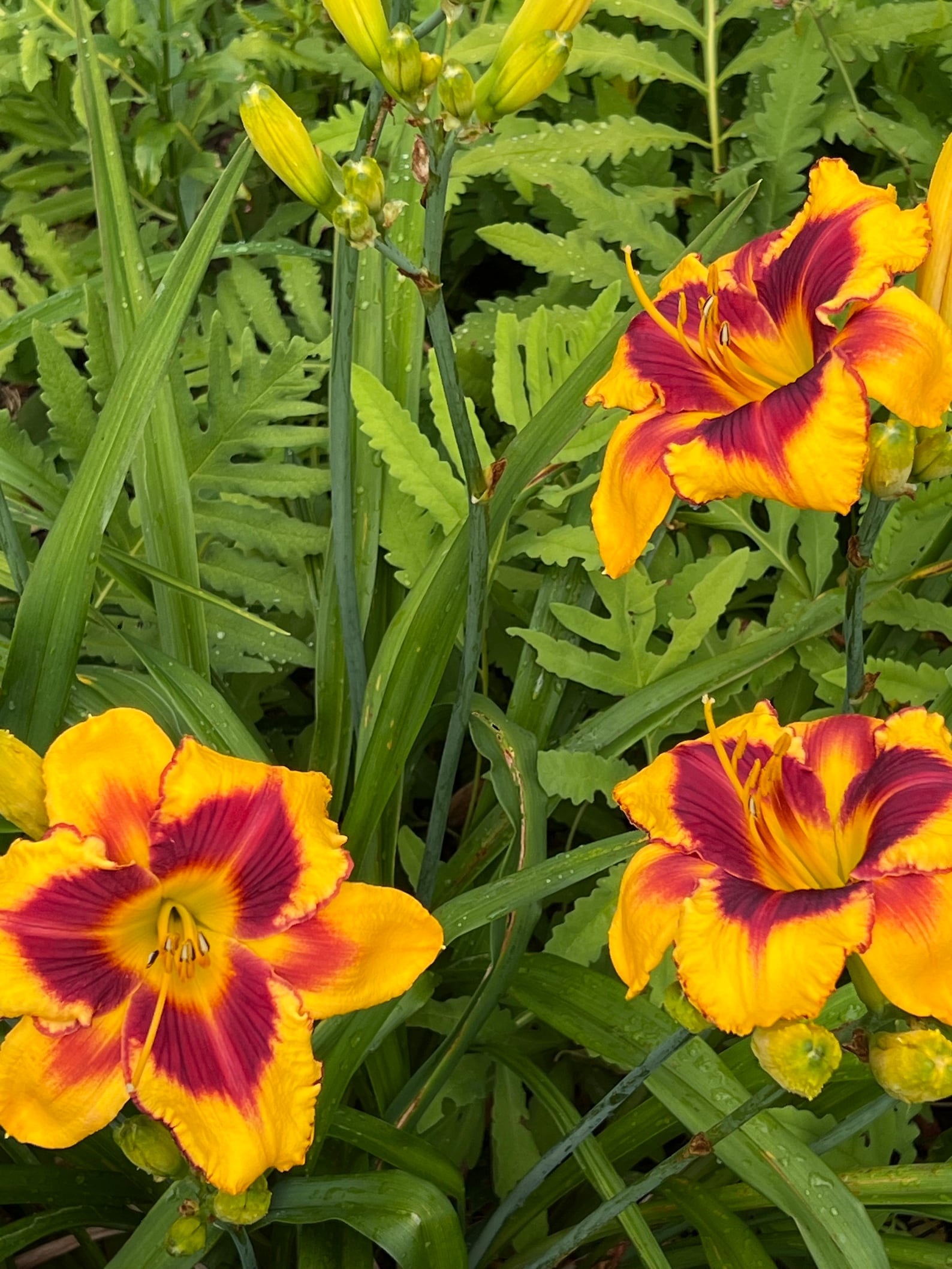 Daylily Live Plant 1 Fan - Etsy