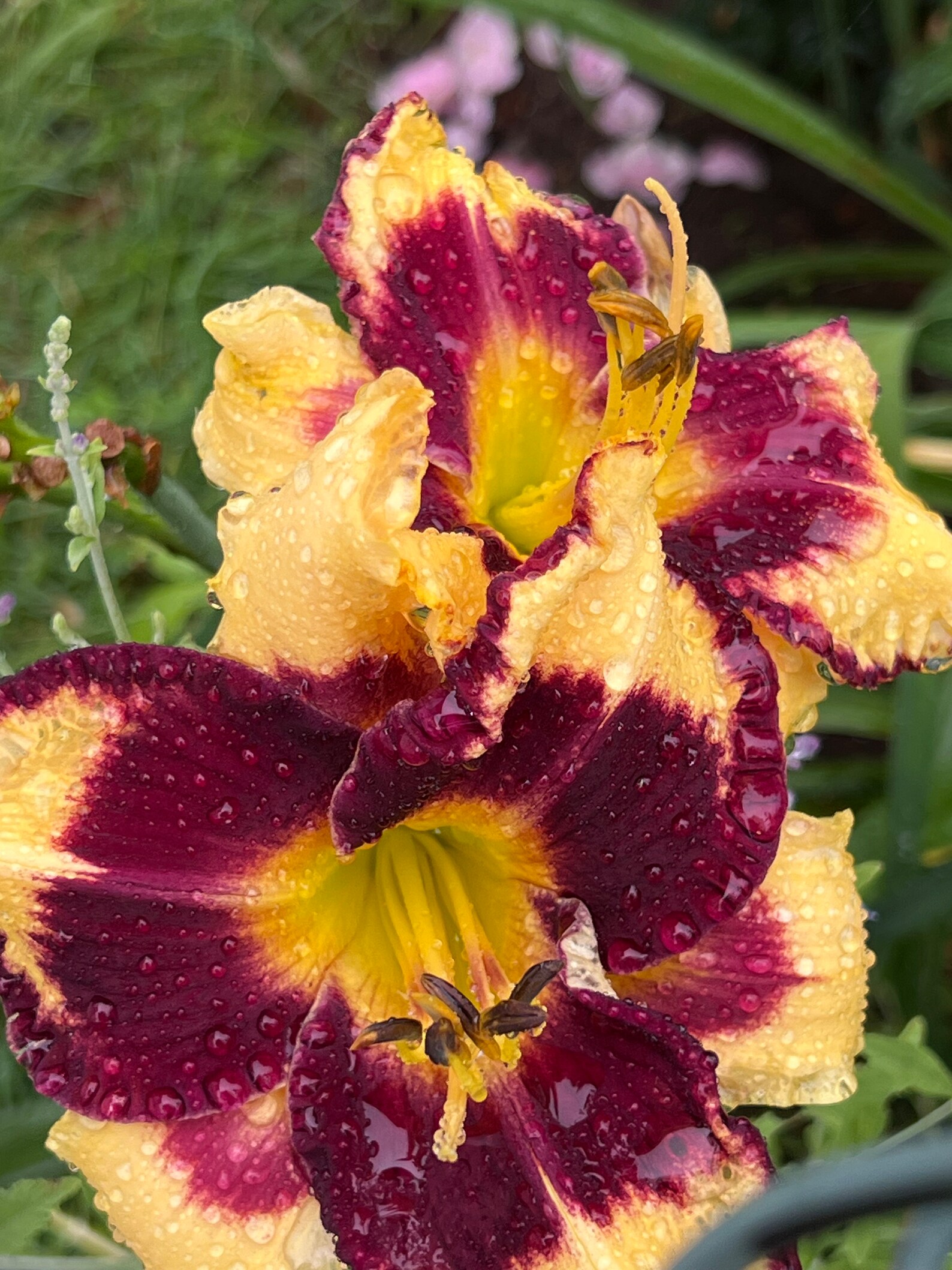 Daylily Live Plant 1 Fan - Etsy