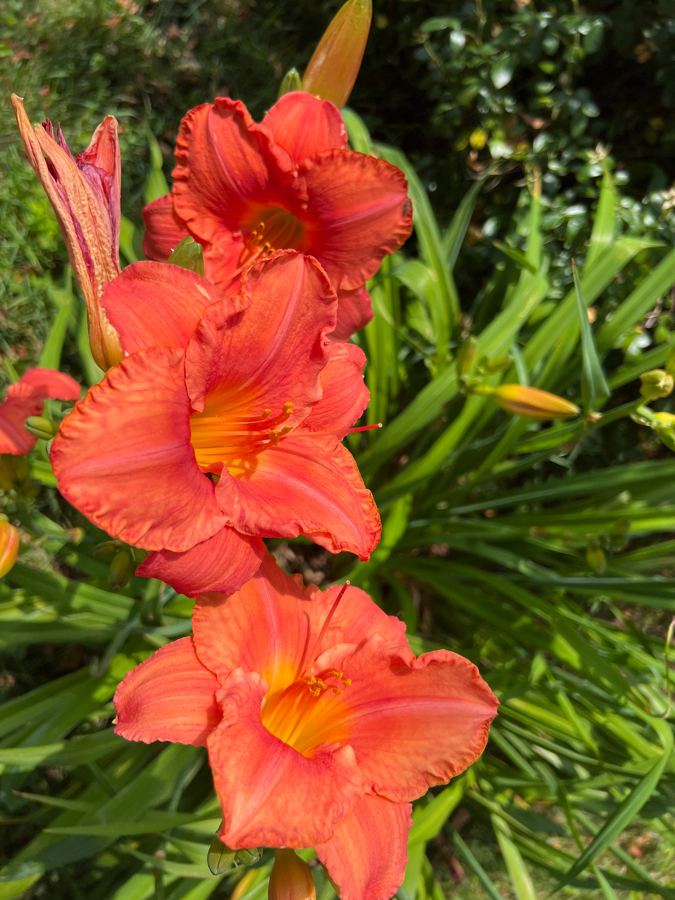 Daylily Plant 1 Fan, Bareroot - Etsy