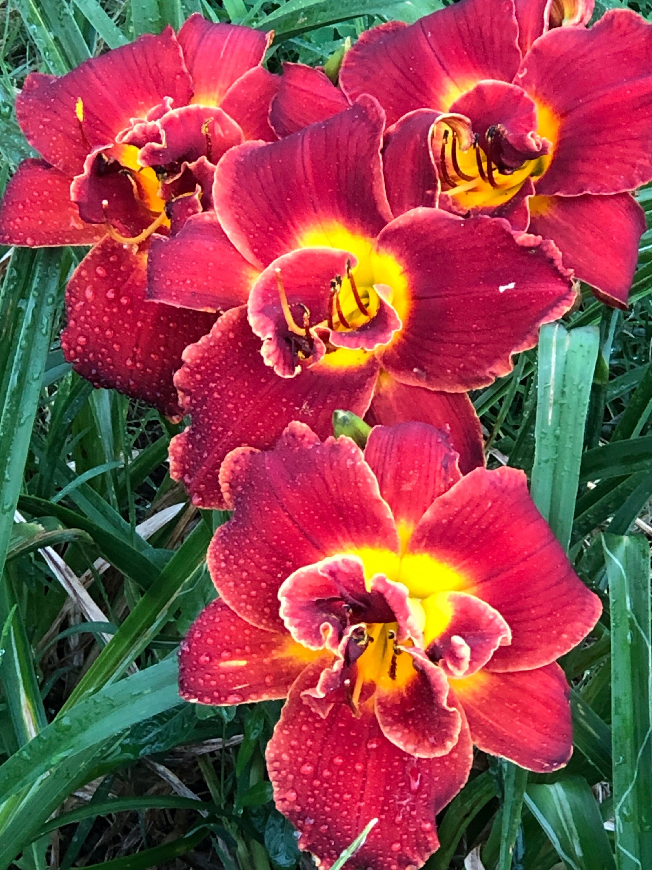 Double Red Flower With Yellow Throat Double Flower, Perennial Daylilies ...