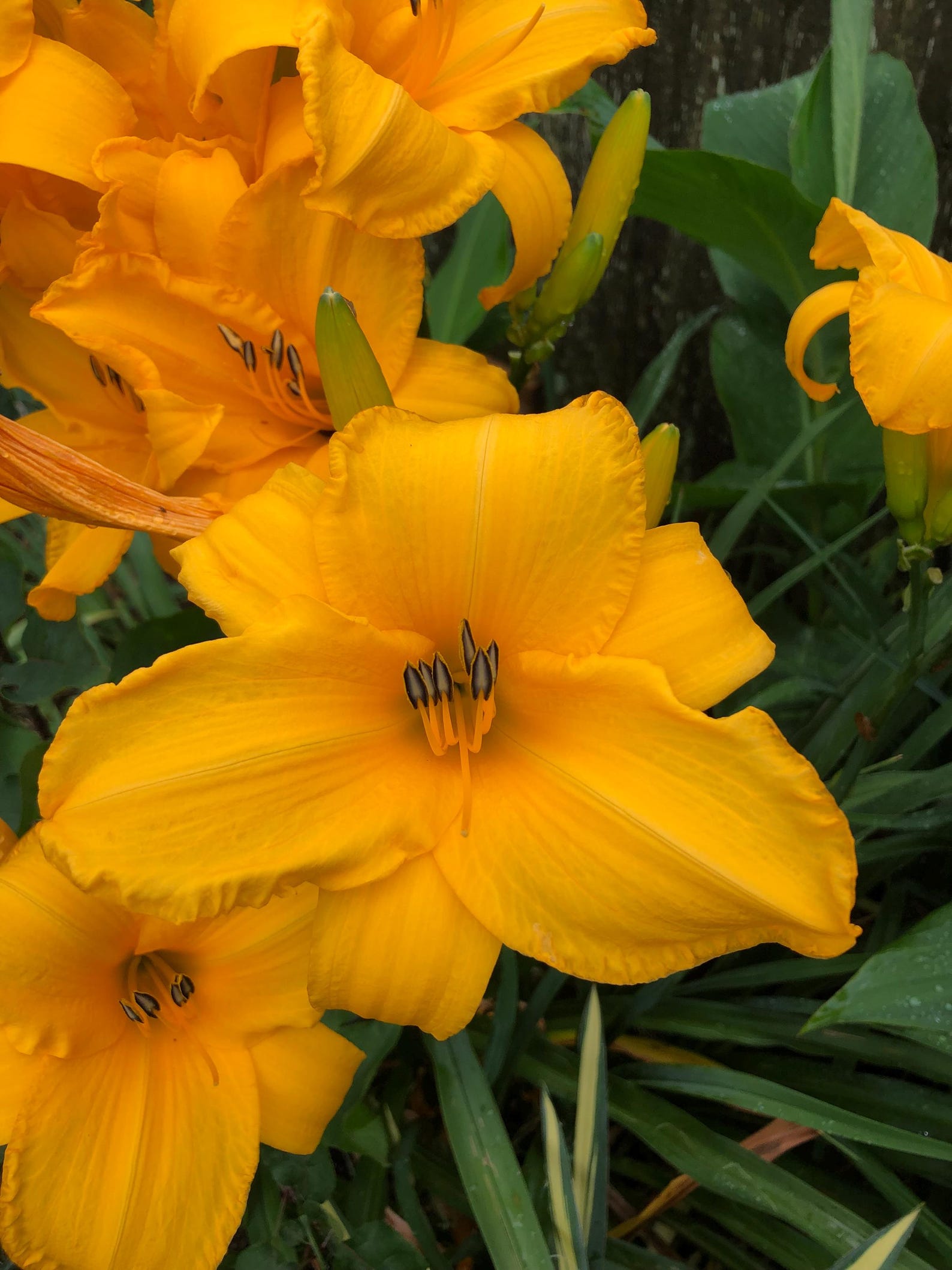 Fragrant Magic Flower Enigma Daylilies Plants for Your Garden Easy to ...