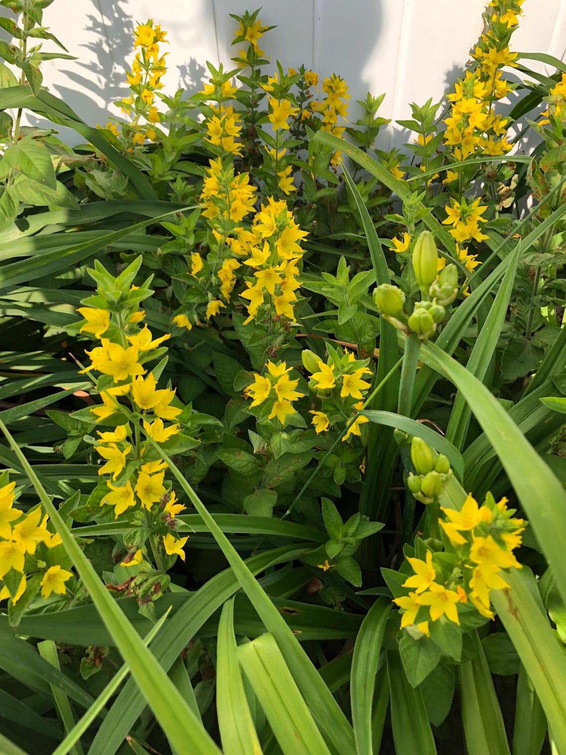 Yellow Loosestrife Live Plant, Perennial Flowers for Your Garden, Easy ...