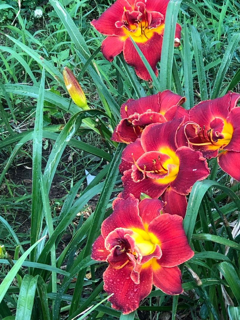 Double Red Flower With Yellow Throat Double Flower, Perennial Daylilies ...