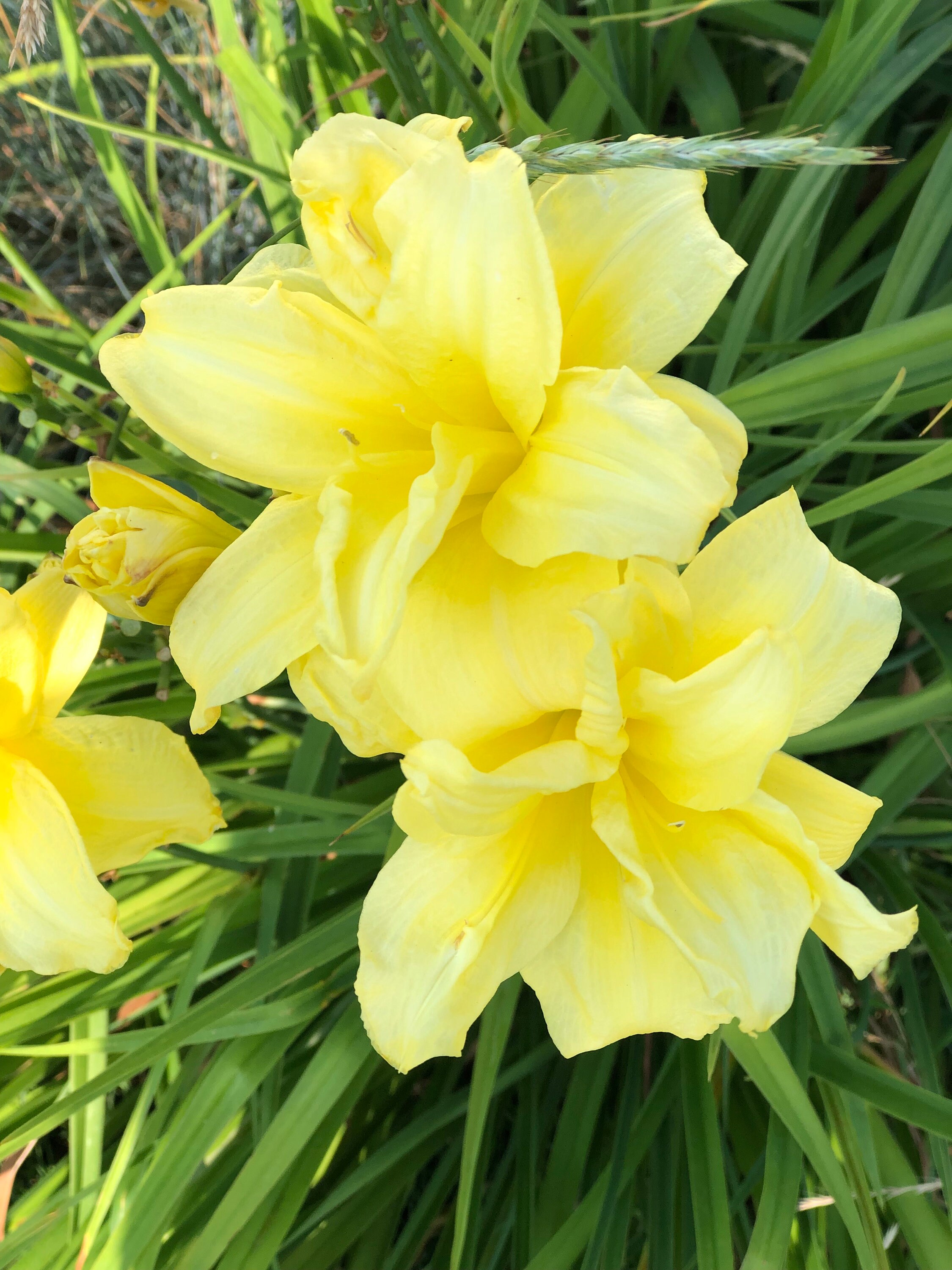 Hemerocallis Double River Wye Daylily Plant for Your Garden.easy to ...