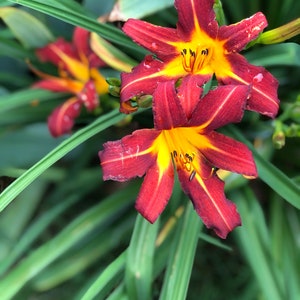 Daylily Crimson Pirate Flower, Perennial Daylilies Plants for Your ...