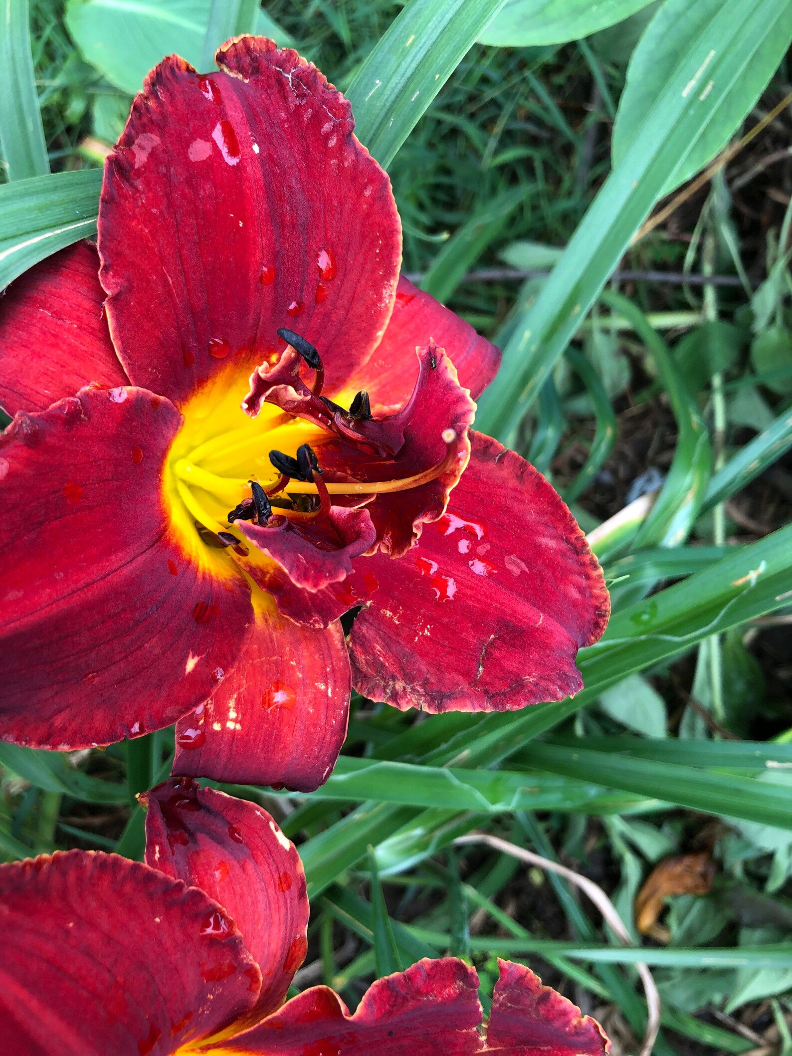Double Red Flower With Yellow Throat Double Flower, Perennial Daylilies ...