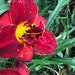 Double Red Flower With Yellow Throat Double Flower, Perennial Daylilies ...