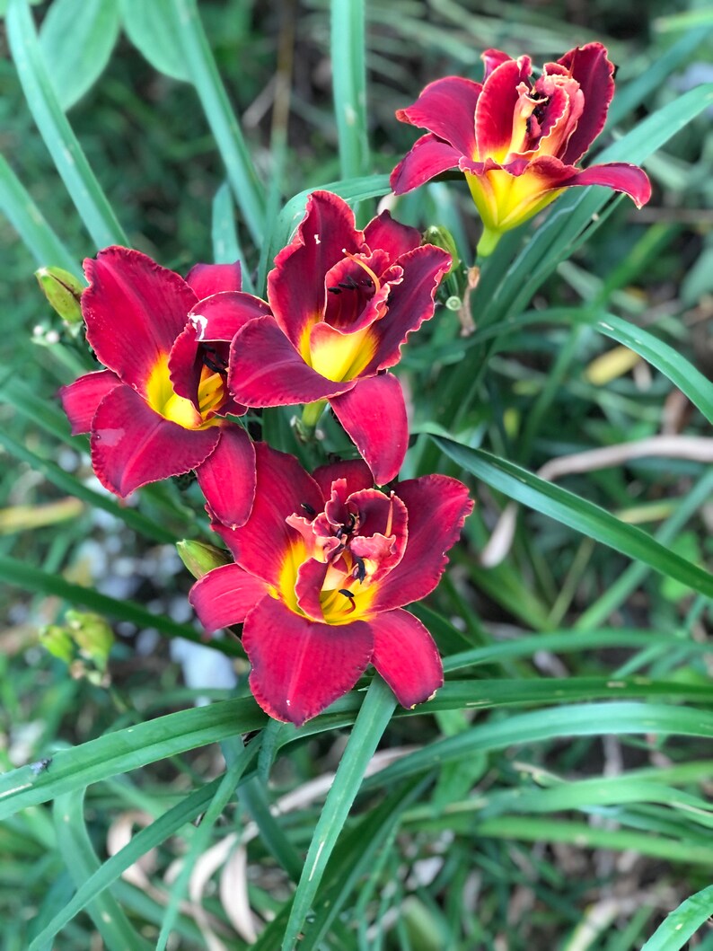 Double Red Flower With Yellow Throat Double Flower, Perennial Daylilies ...