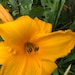 Fragrant Magic Flower Enigma Daylilies Plants for Your Garden Easy to ...